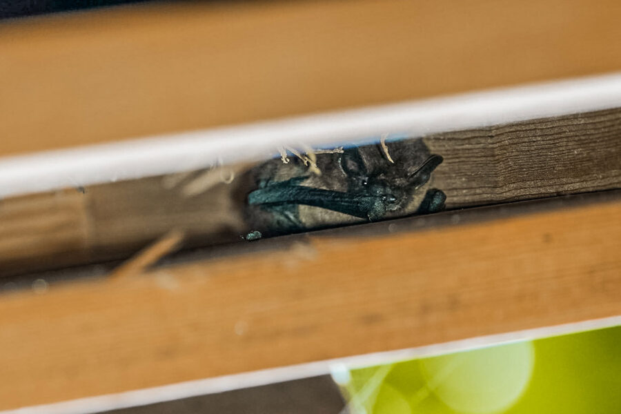 Forest Garden | ecovery.be